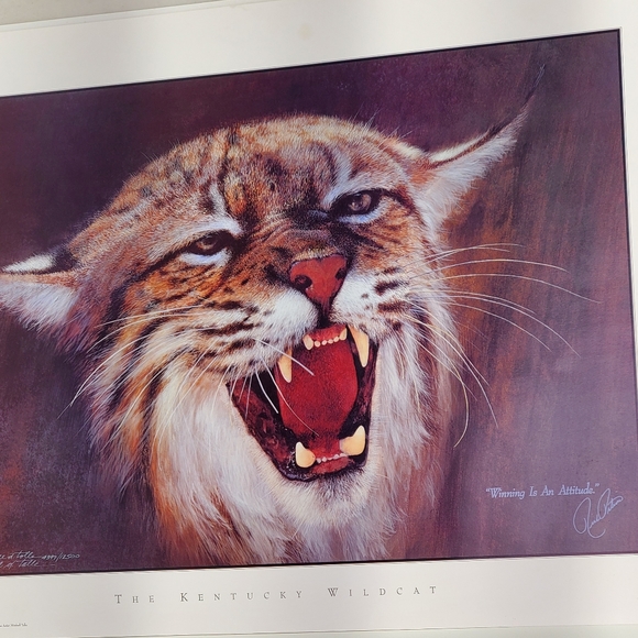 THE KENTUCKY WILDCAT | Art | The Kentucky Wildcat Limited Edition ...
